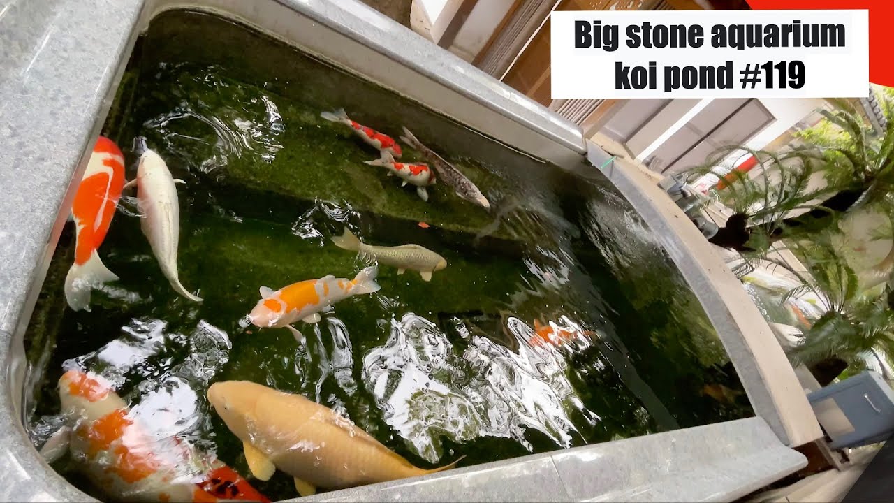 Wonderful koi swimming in a large stone aquarium.(Abiko, Osaka) - YouTube