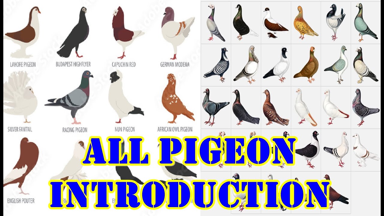 Introduction Of All Pigeons Breeds | All Fancy Pigeon Breeds In One Video | Pigeon Breeds With ...