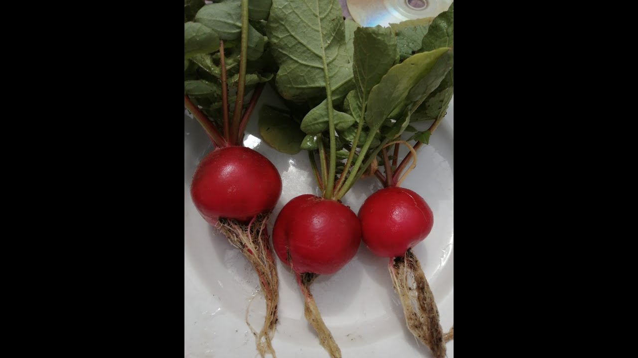 COMO SEMBRAR RABANITO EN CASA - YouTube