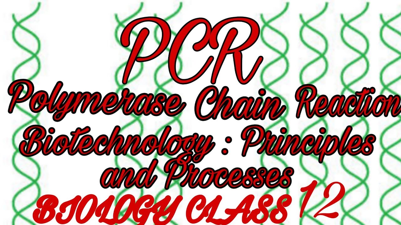 PCR(Polymerase chain Reaction) Class XII Biotechnology Principles and ...