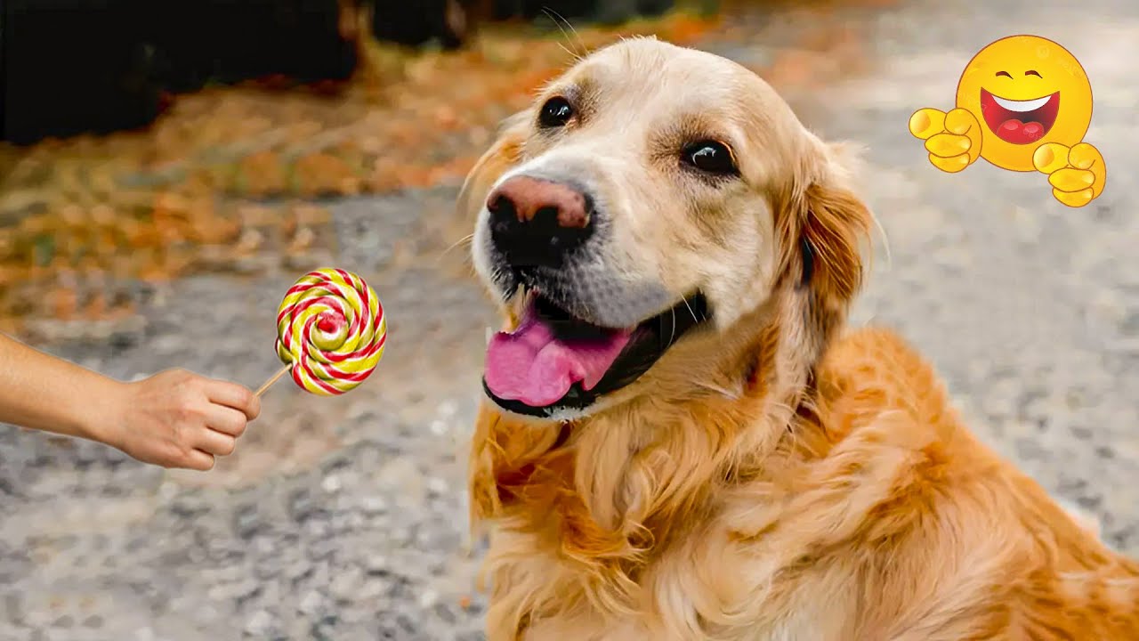 The Funniest Cat & Dog Moments Compilation 🐾 The Funniest Pets of 2025 ...