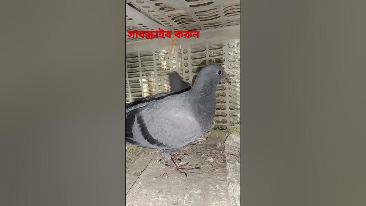 জালালি বুনো কবুতরের বাচ্চা বিক্রি করা হয়। #pigeon #birds #kabootar ০১৯১১২৭৫৯০৮ - YouTube