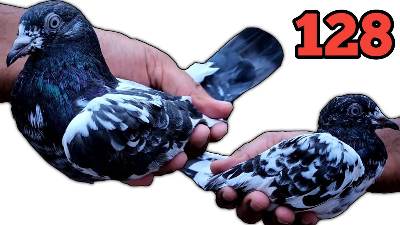 I Really like this pair | 128 Number Pigeons - YouTube