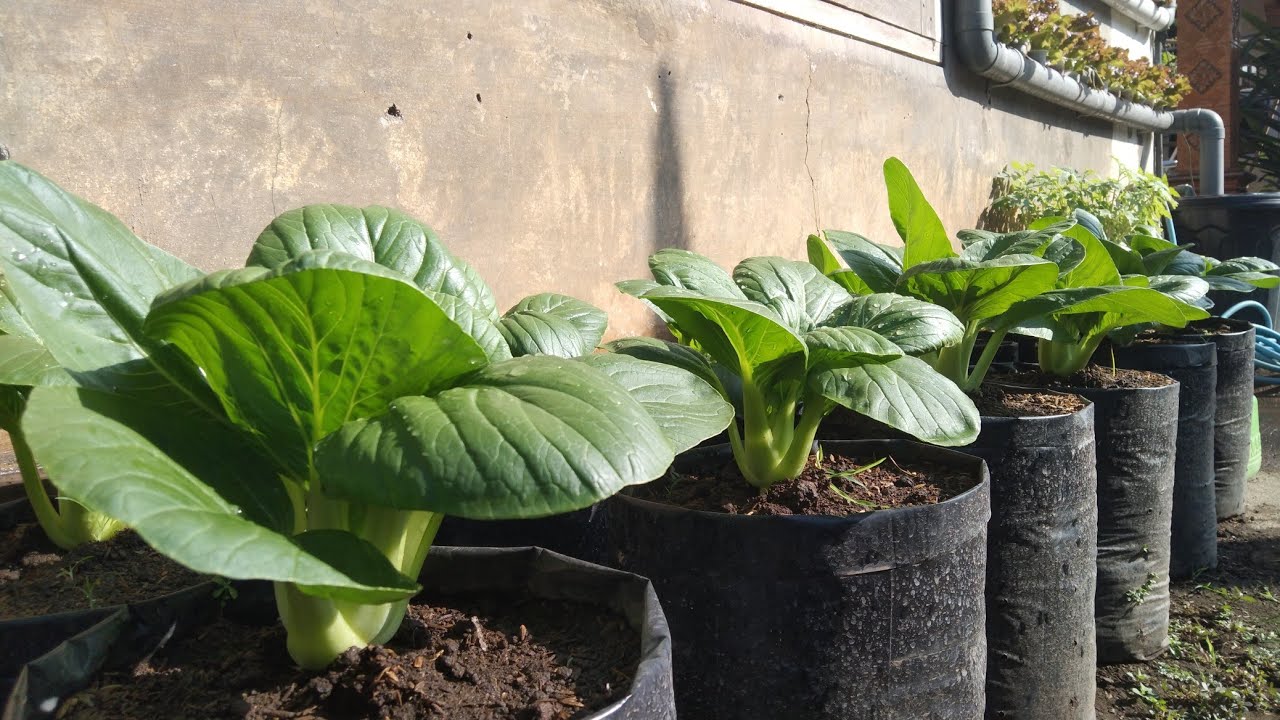 cara menanam sawi sendok dipolibag dari semai sampai panen||How to grow ...