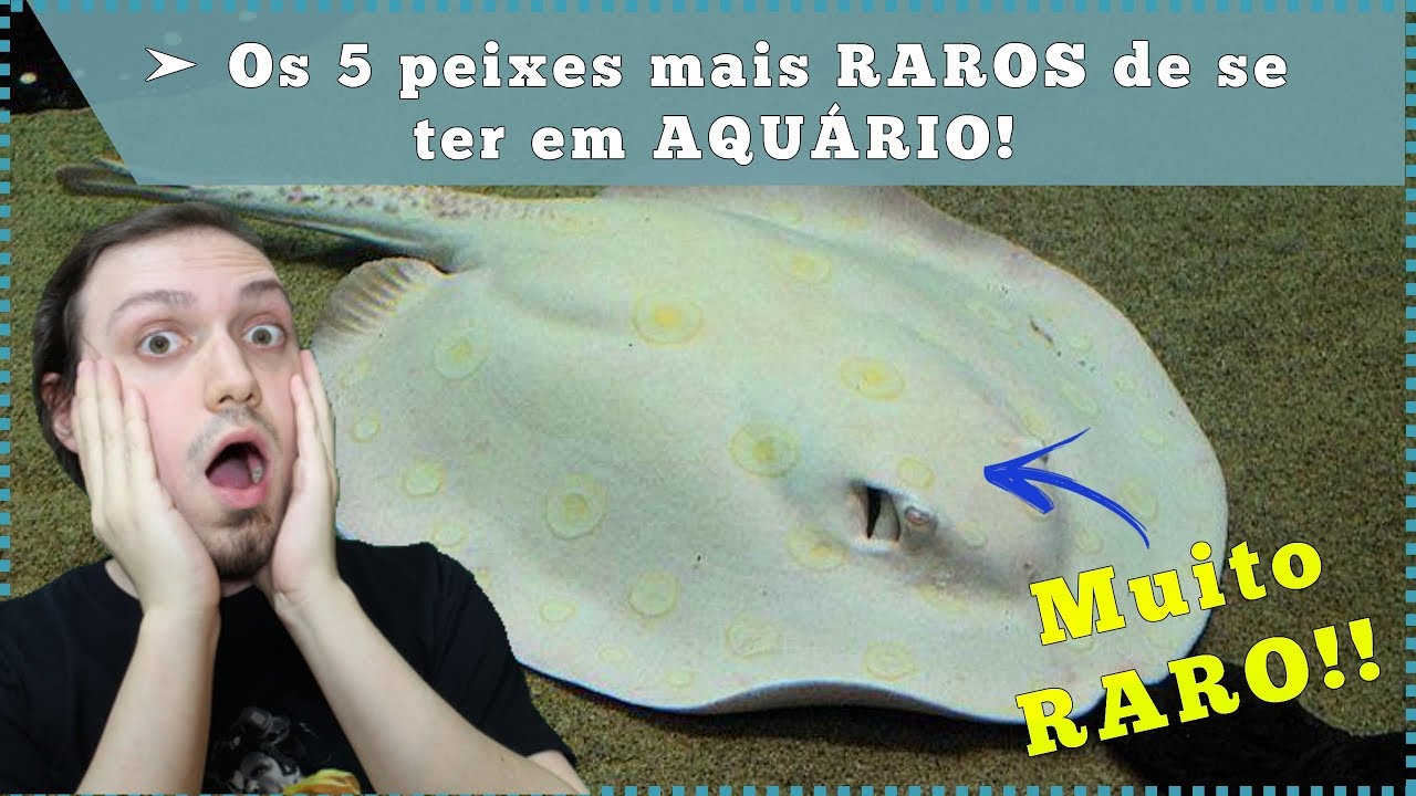 Os 5 peixes mais RAROS de se ter em AQUÁRIO! - YouTube