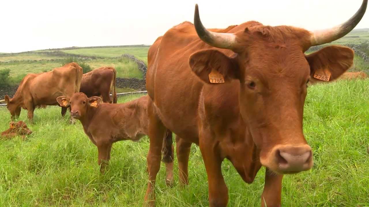 ODR Island Tours - Ramo Grande Cows - YouTube