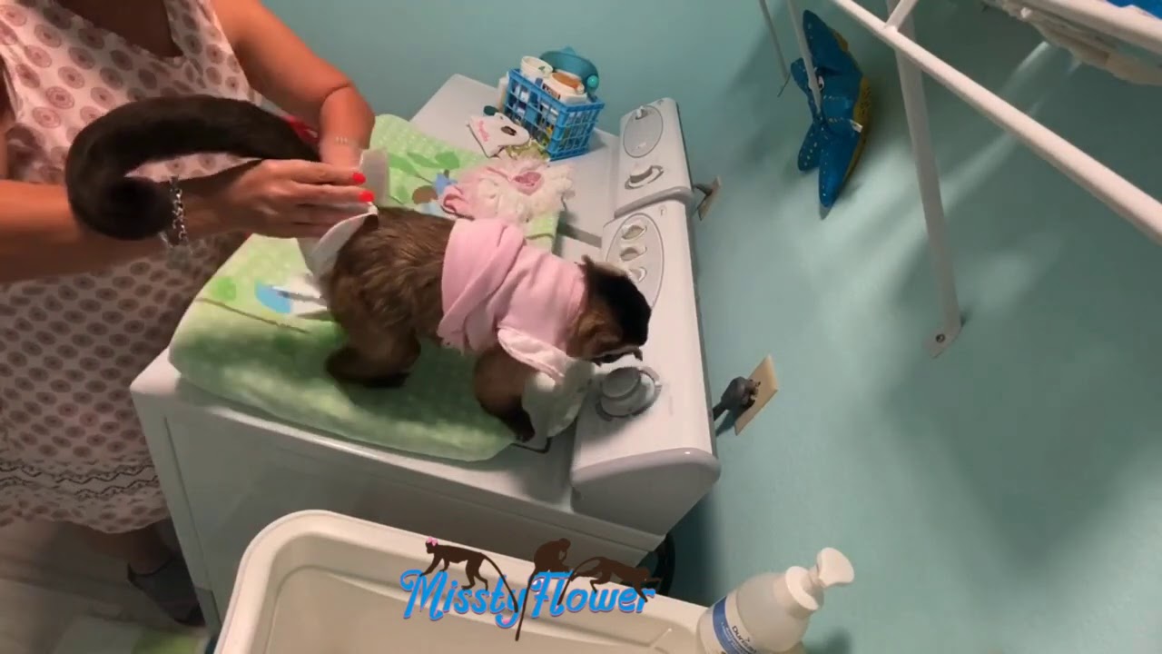 Monkeys Diaper change...handsome Russel, Princess Angelika & Clown Toby ...