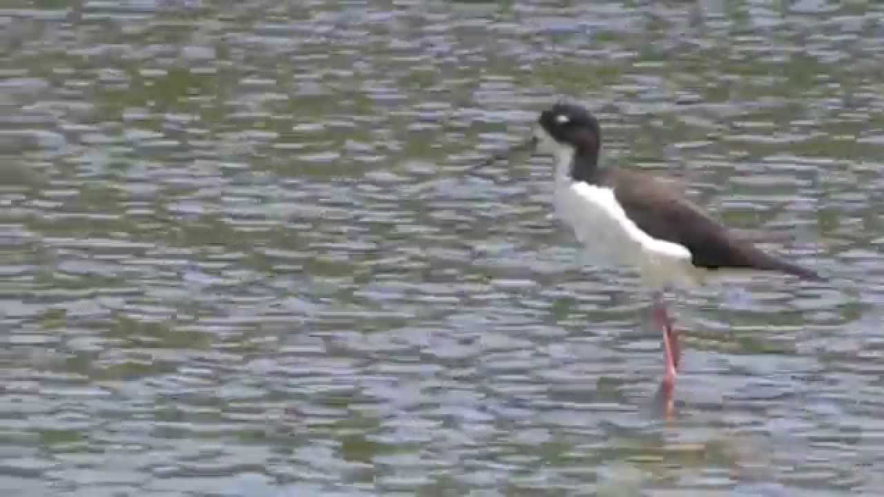 Reflections on Kawainui - Jason Misaki - YouTube