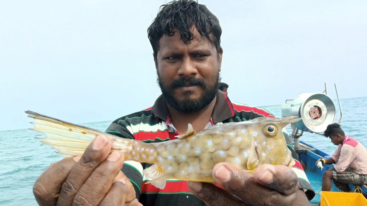மனிதனை சாப்பிடும் மீன் | கொடிய விஷமுடைய மீன் / Deadly poisonous fish ...