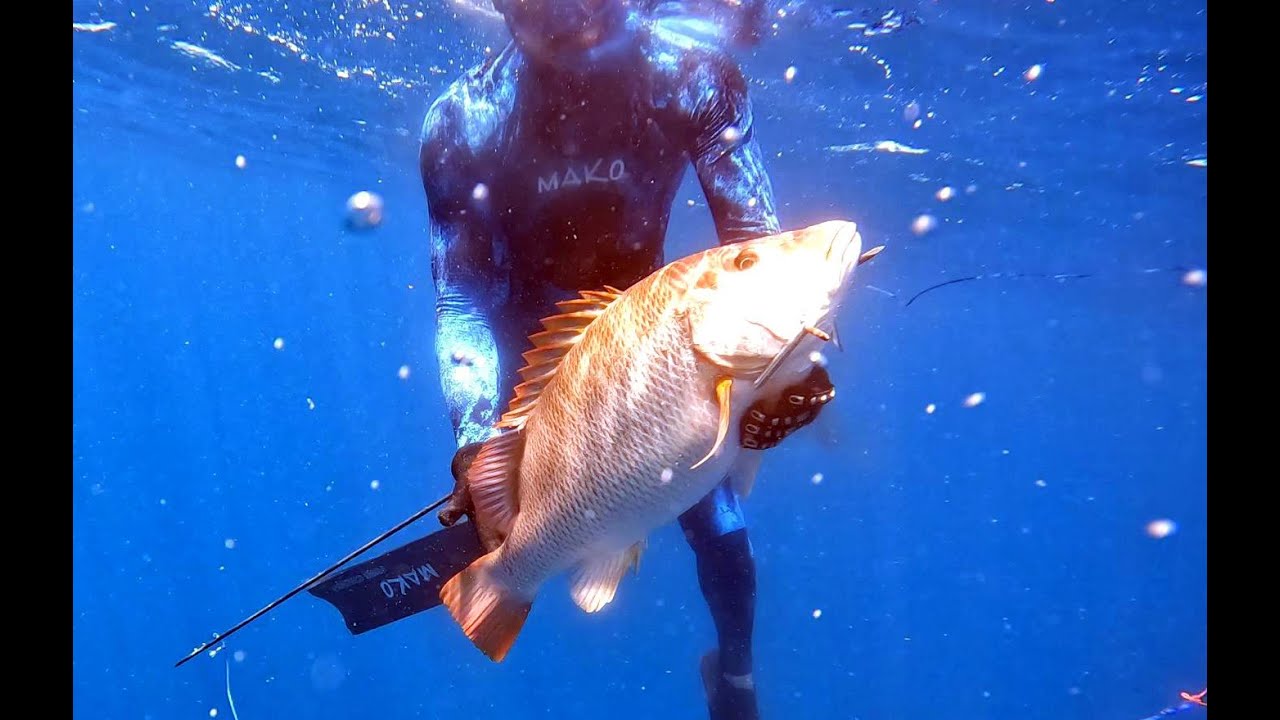 GIANT DOG SNAPPER: Florida Spearfishing - YouTube