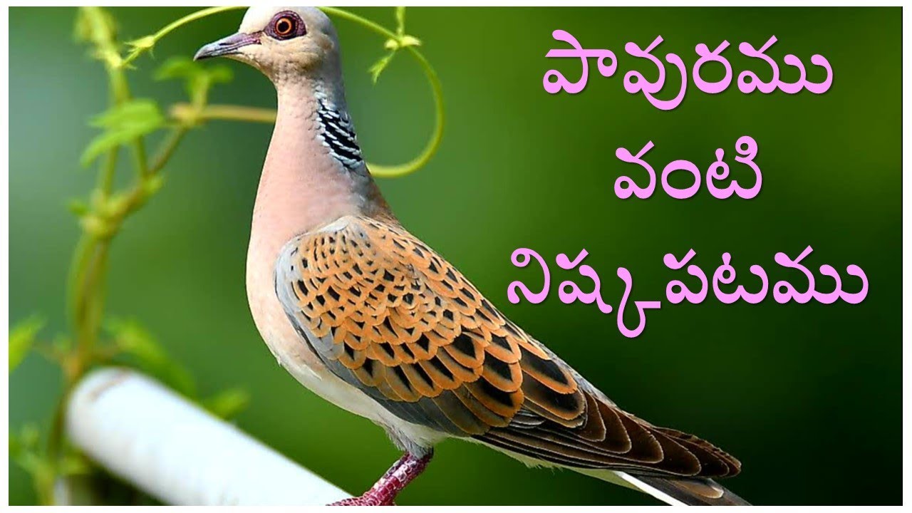 SHREWD AS SNAKES AND HARMLESS AS DOVES - YouTube