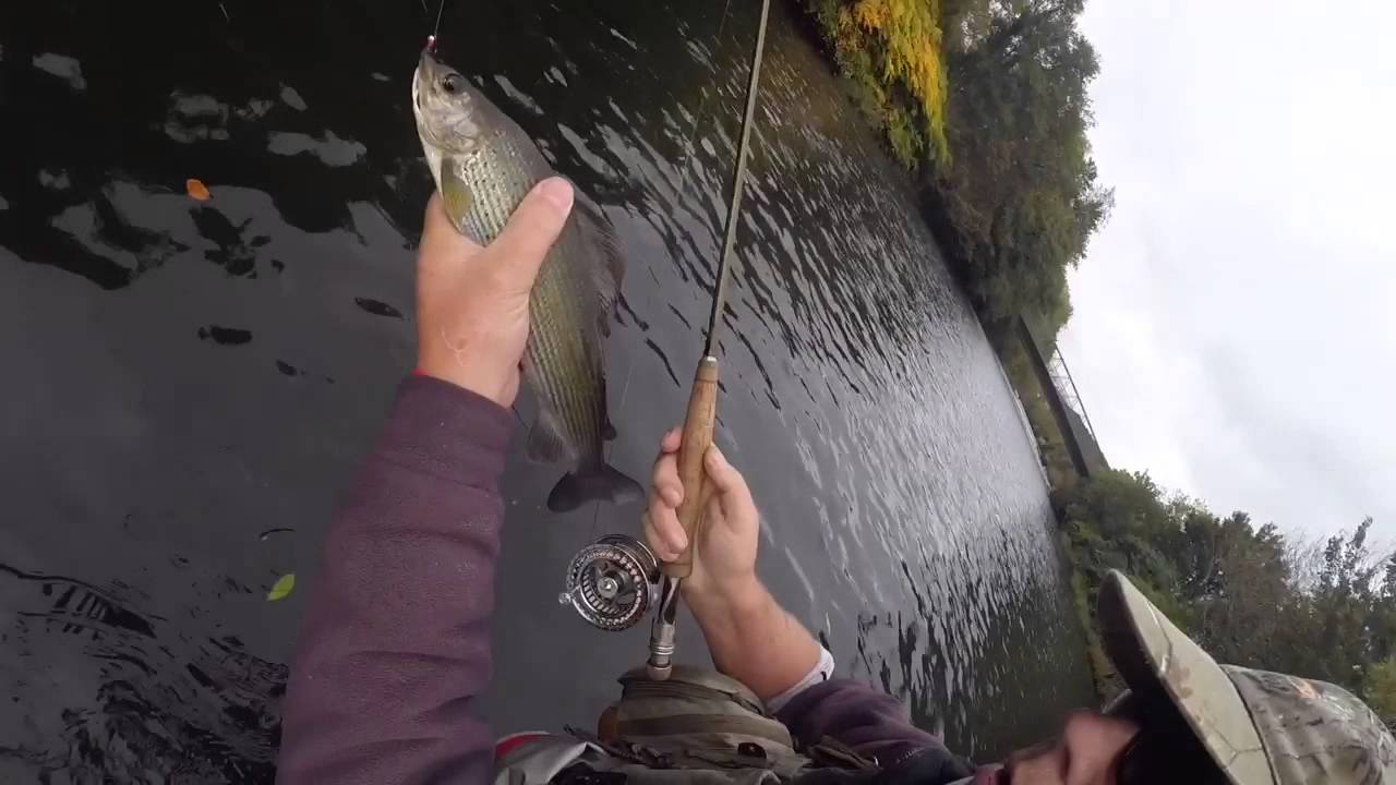 Fishing for grayling on the river taff - YouTube