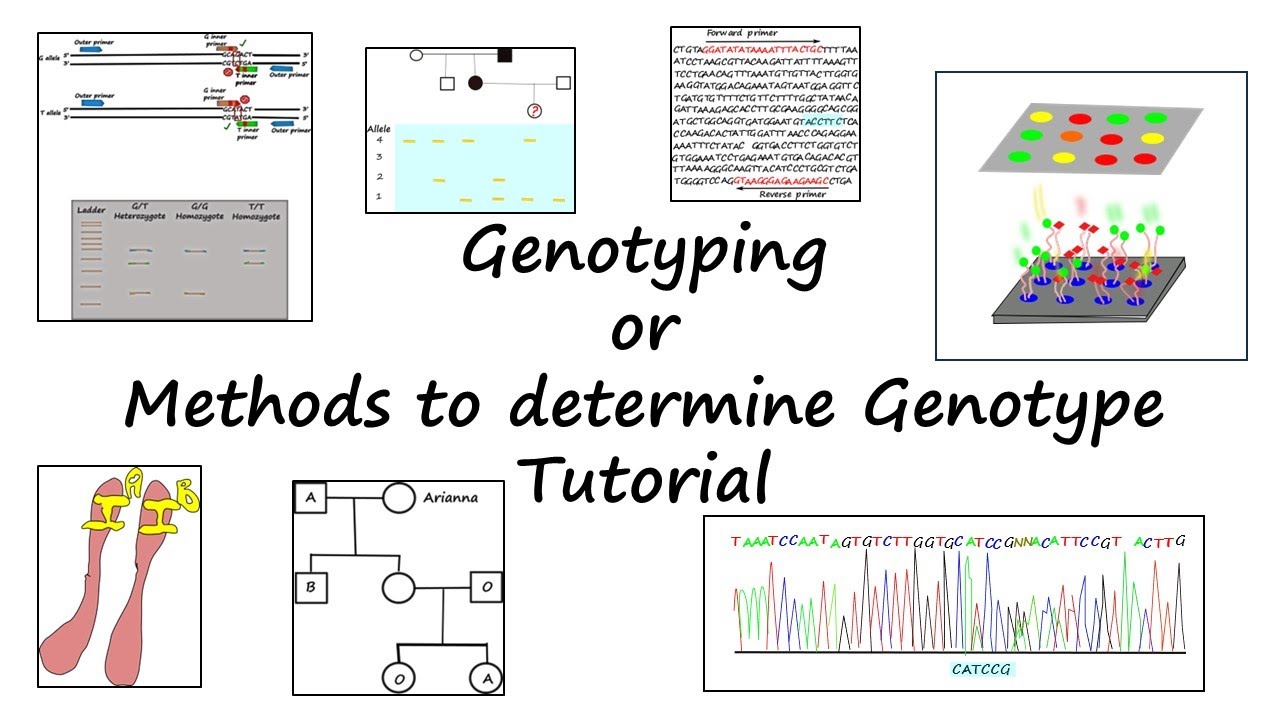 Methods to determine genotype or genotyping - Tutorial #genetics # ...