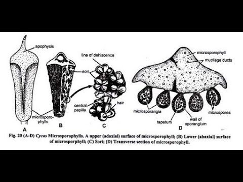Development of Microsporangium of Cycas & 3 Celled stage of microspore ...