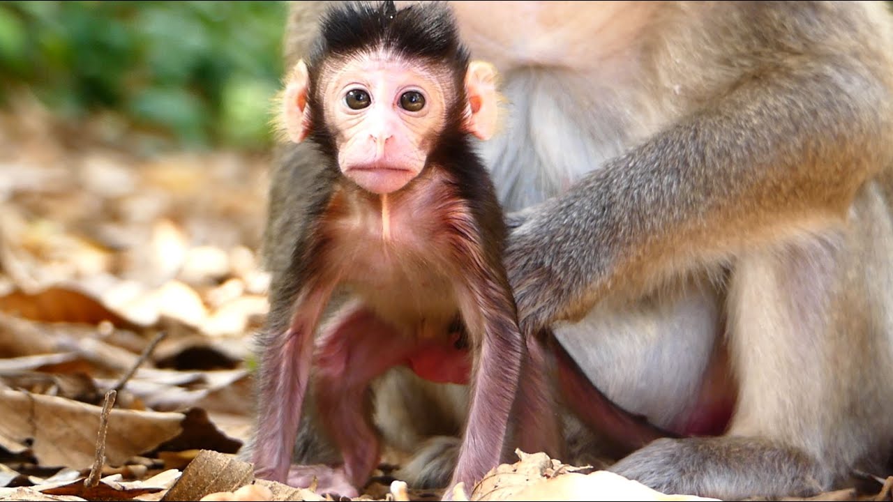 Mommy Violet Allow BB Monkey Venus Practice More Activity But Not Care ...