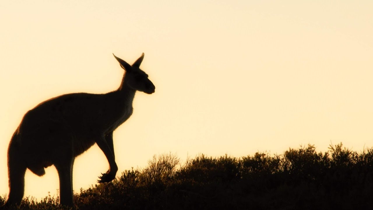 Sleep Story: The Australian Outback - YouTube