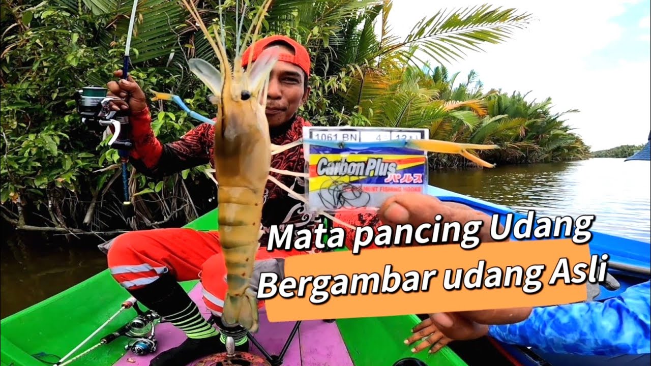 MATA PANCING UDANG GALAH TERBAIK BERGAMBAR UDANG ASLI #294 - YouTube