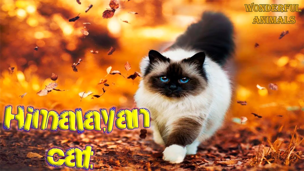 Himalayan cat loves to eat and play with a dog. Funny and unique cats ...