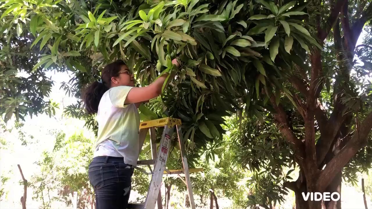 Bajando mangos mechudo. - YouTube