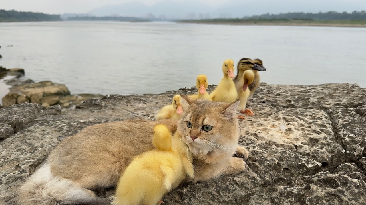 Kitten is a great duck mother and takes her ducklings on wild trips ...