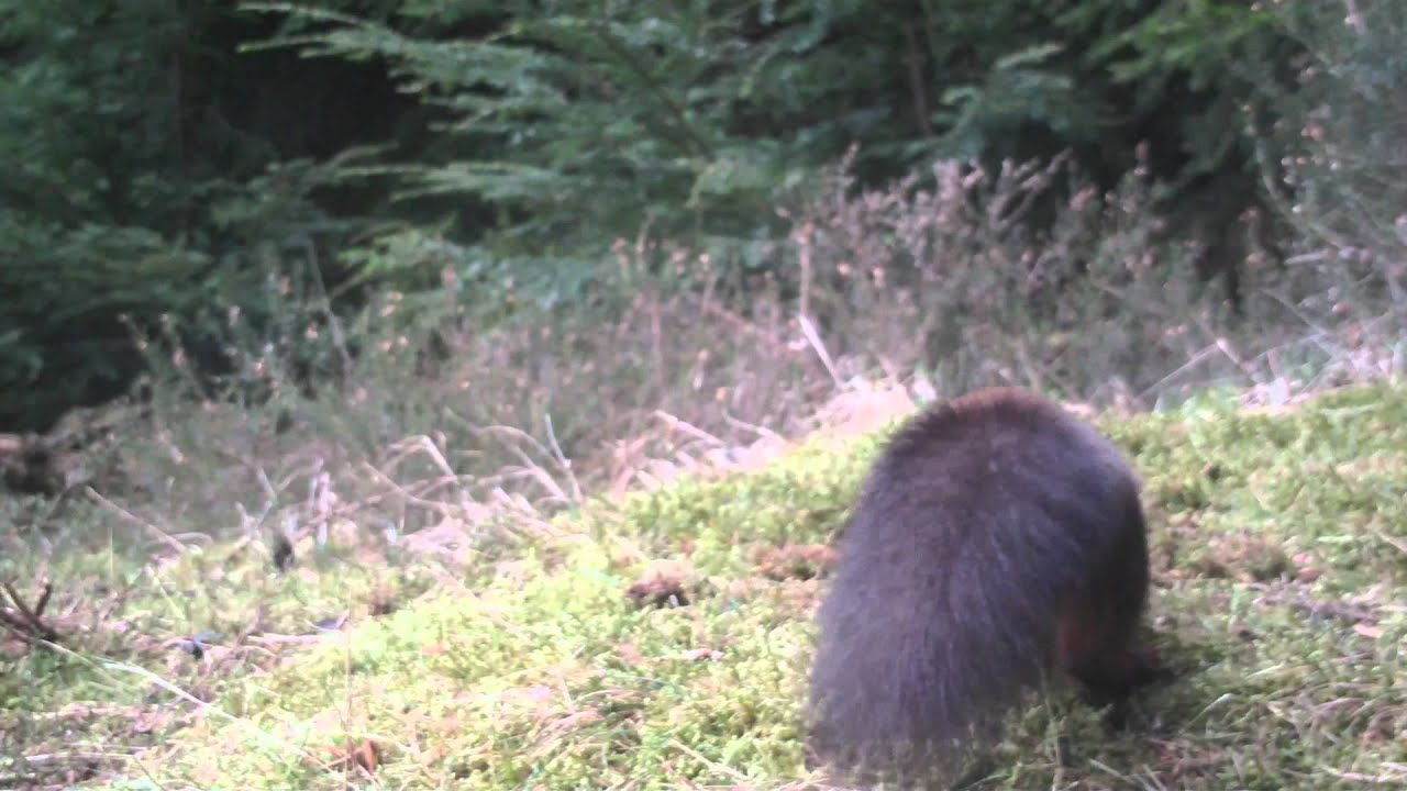Bushnell Trophy Cam HD Scottish Red Squirrel Close Focus Wildlife ...