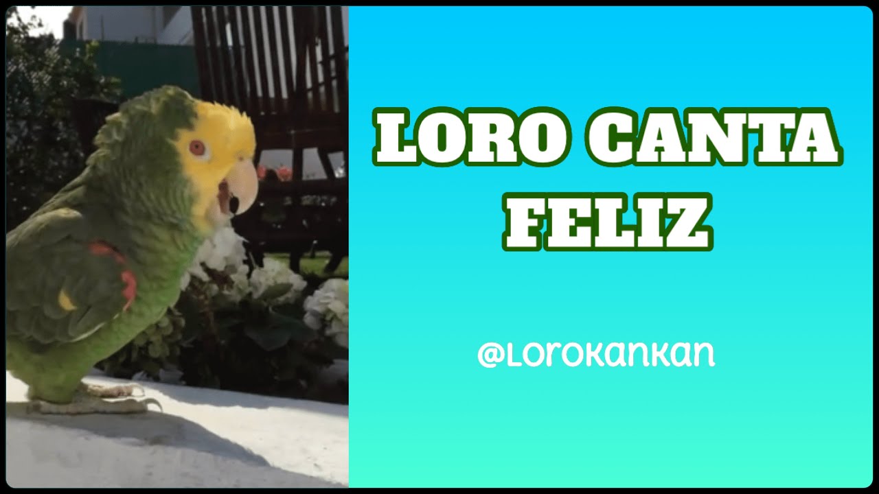 ¡LORO CANTA HERMOSO! - YouTube
