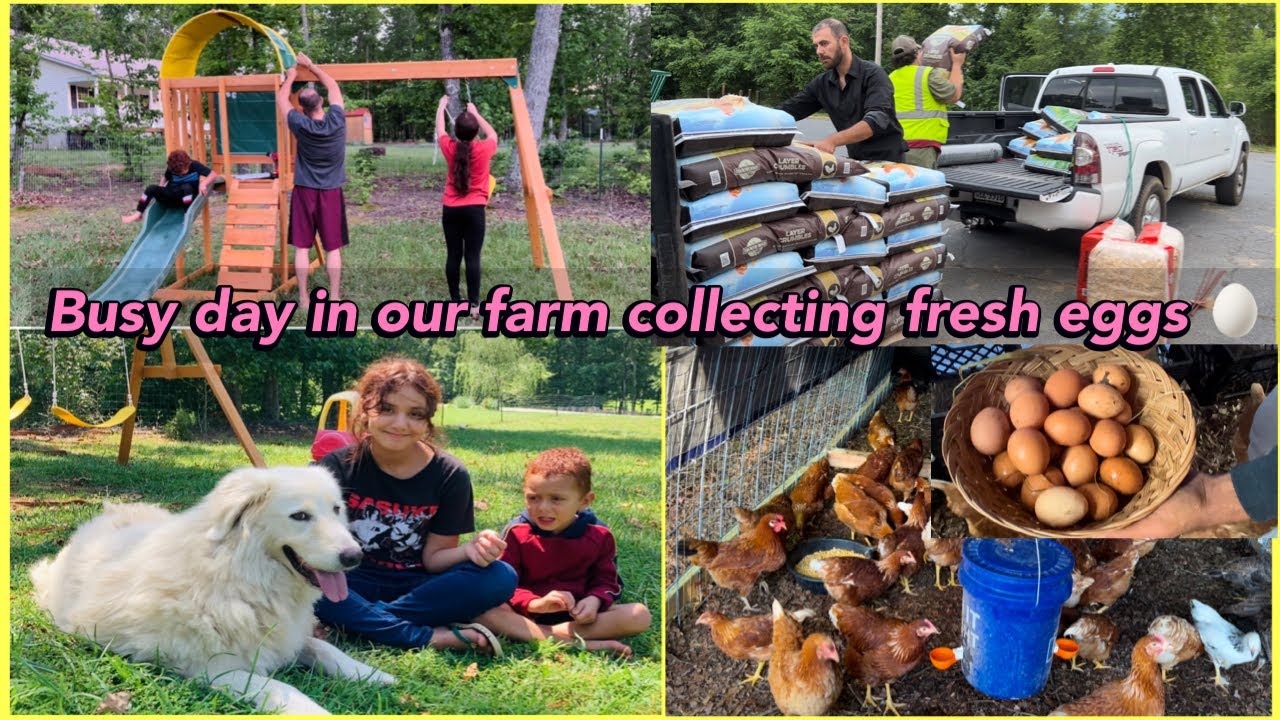 Backyard chicken farm | Poultry Farm in America | فارم مرغداری در ...