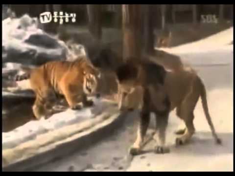 aslan ve kaplan dövüşüyor