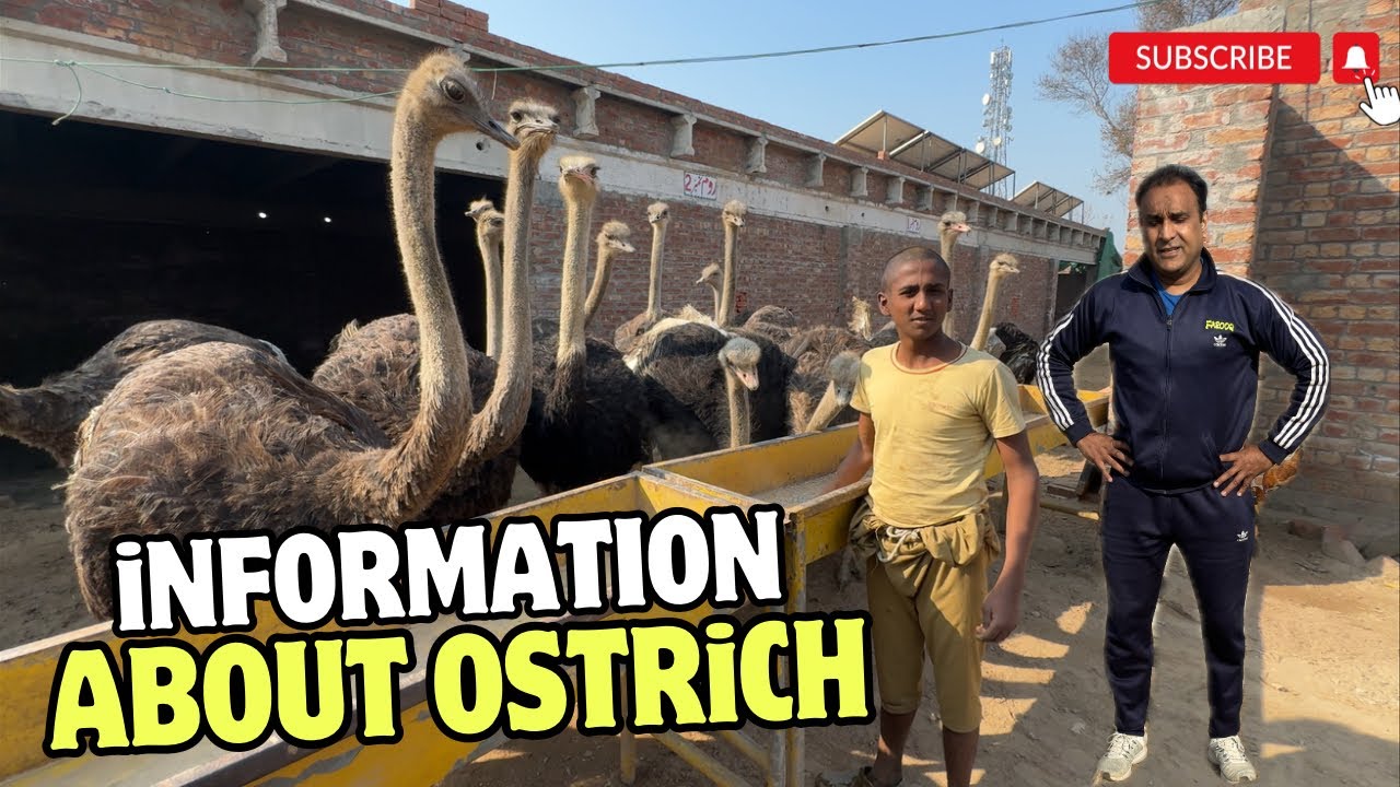 Biggest Ostrich Farm in Pakistan - Ostrich information | Pakistan ...