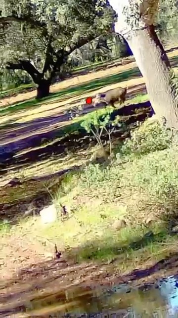 Hit or miss? #sanglier #wildboar #jabali #cinghiale #monteria #hunting ...