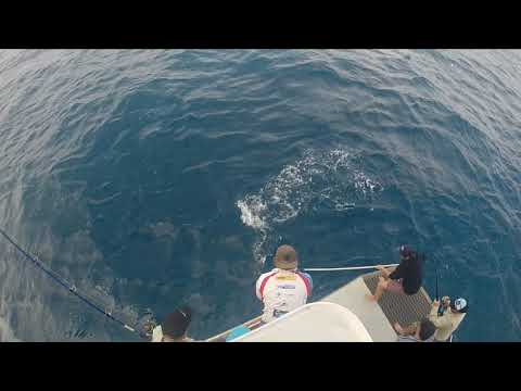 Swains Reef fishing , Pelagic Playground. - YouTube