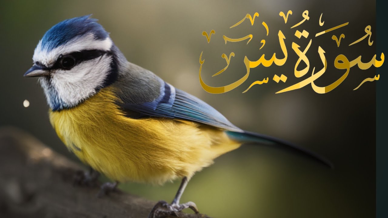 Surah Yaseen - Sheikh Mishary Rashid Alafasy | سورة يس - YouTube