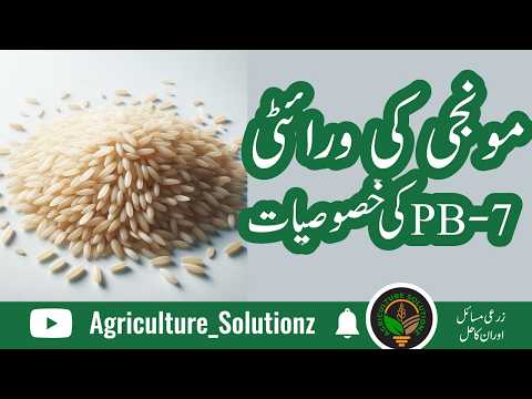 Characteristics of Rice Variety PB 7
