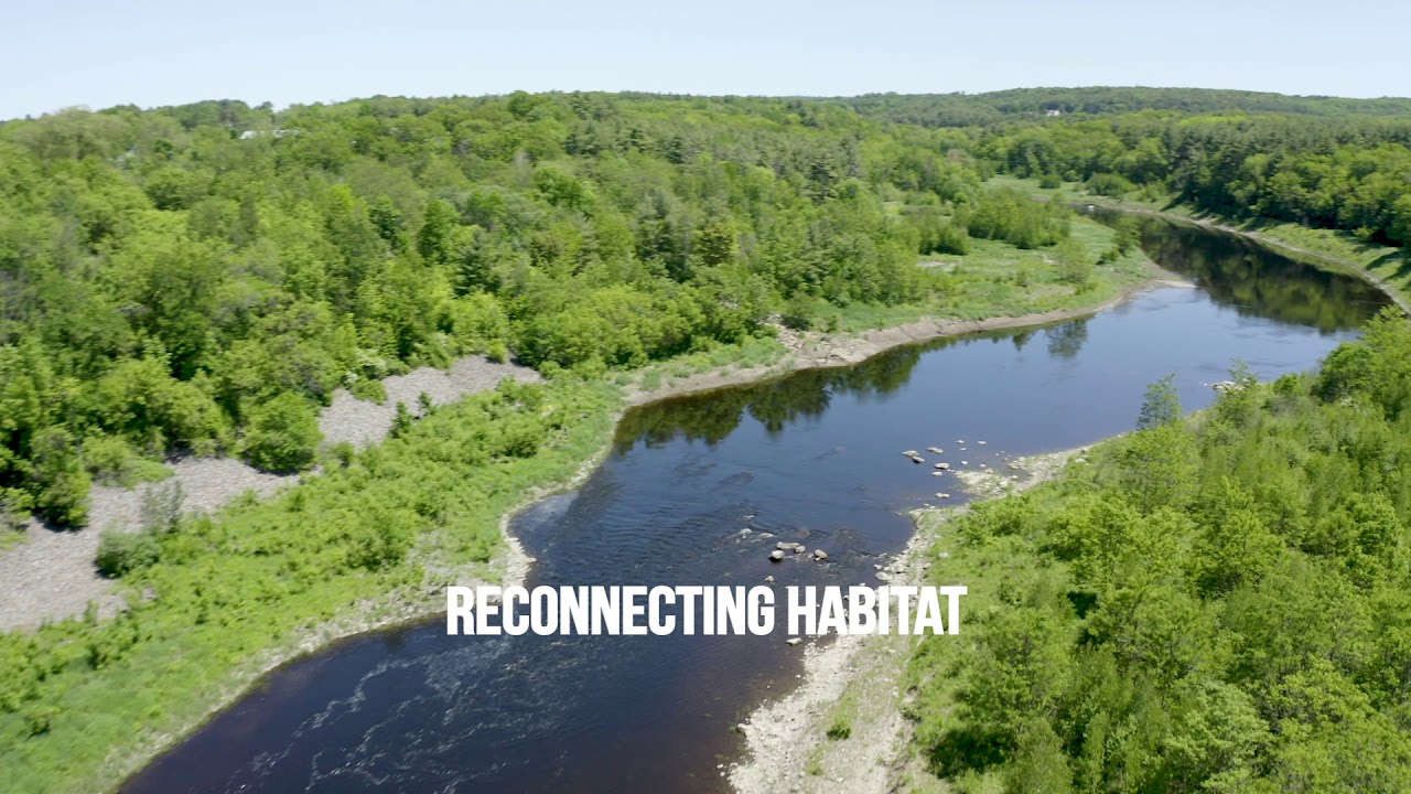 20 Years Later: A River Reborn - YouTube