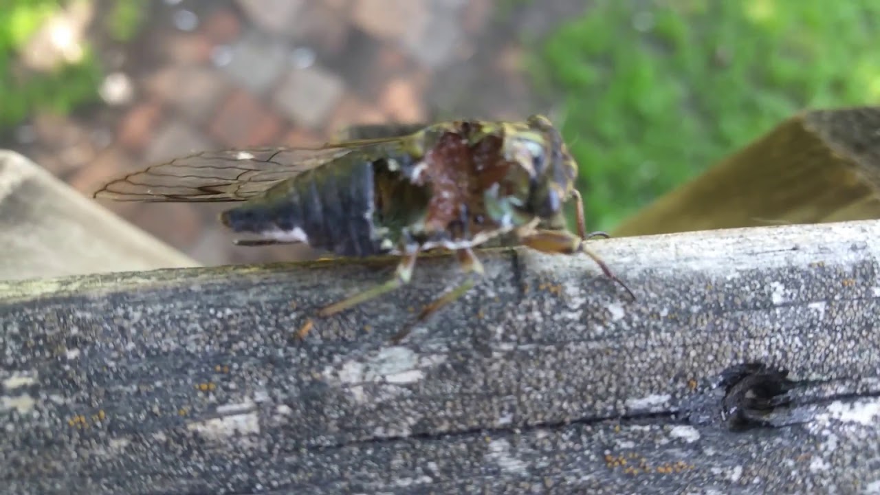 Zombie cicada - YouTube
