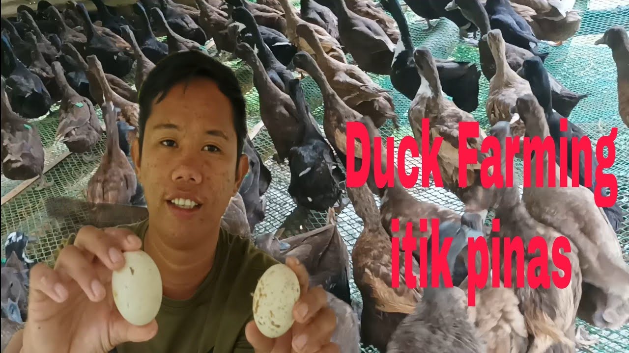 DUCK FARMING (Itik pinas) - YouTube