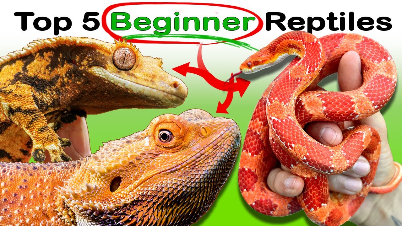 The 5 Easiest Reptiles You Can Own (No Experience) - YouTube