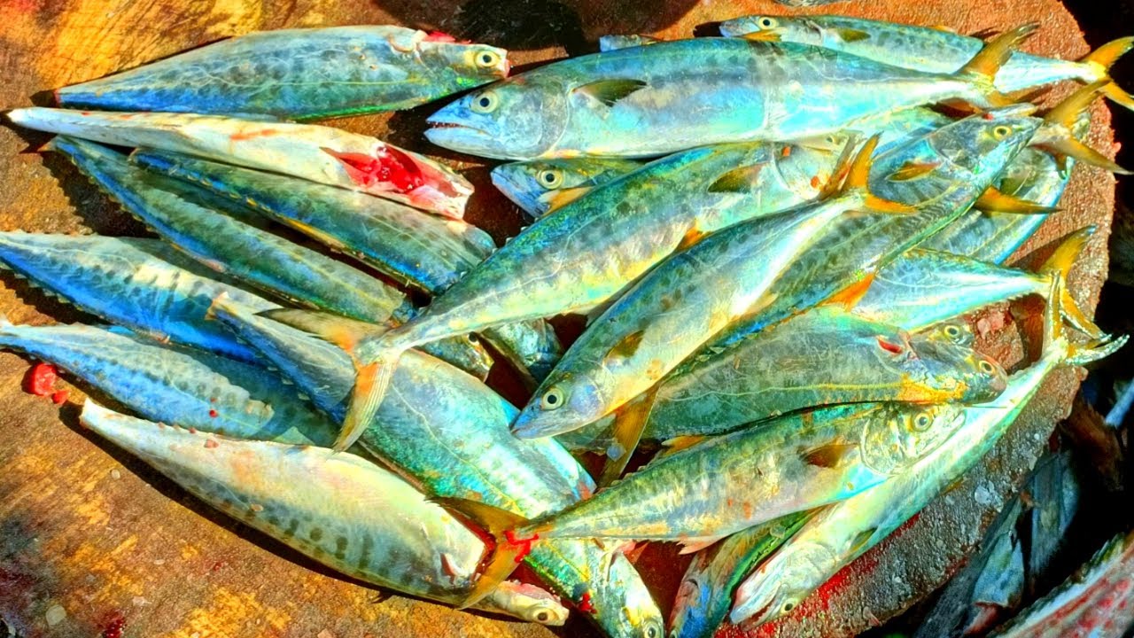 Small Size Seer Fish Slice Cutting / Fresh Net Fish / Expert Fish ...