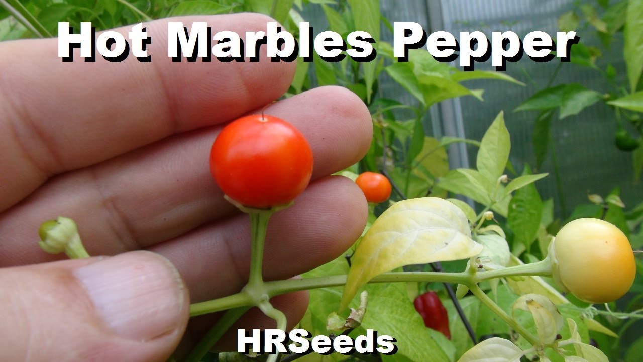 Hot Marbles Pepper | Capsicum annuum | Pod Review | 2022 - YouTube