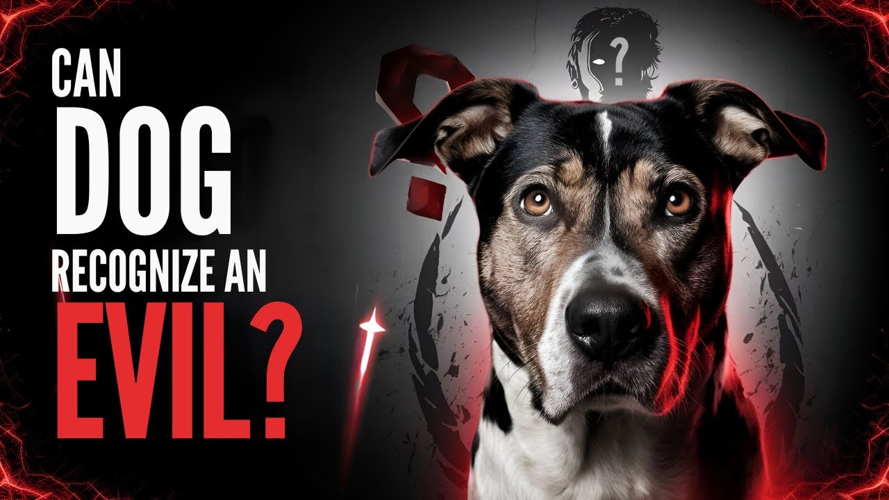 5 Ways Dogs Can Recognize a BAD PERSON | Can Dogs Sense Evil Eye? - YouTube