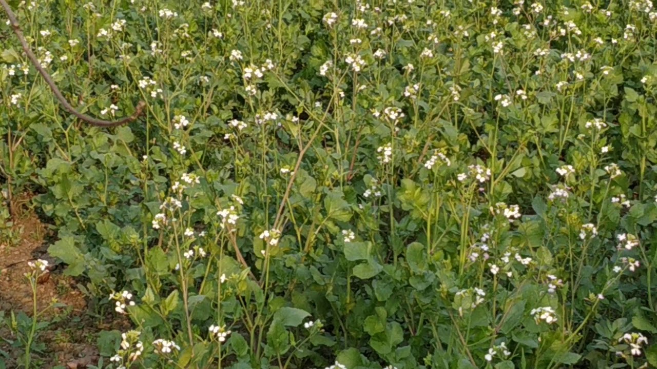 विलायती सरसों ,White sarson vilayati flowers it's wonderful mustard ...