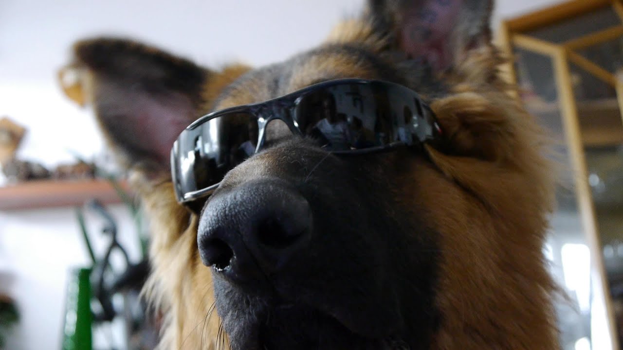 Kadi German Shepherd Puppy sings part II - YouTube