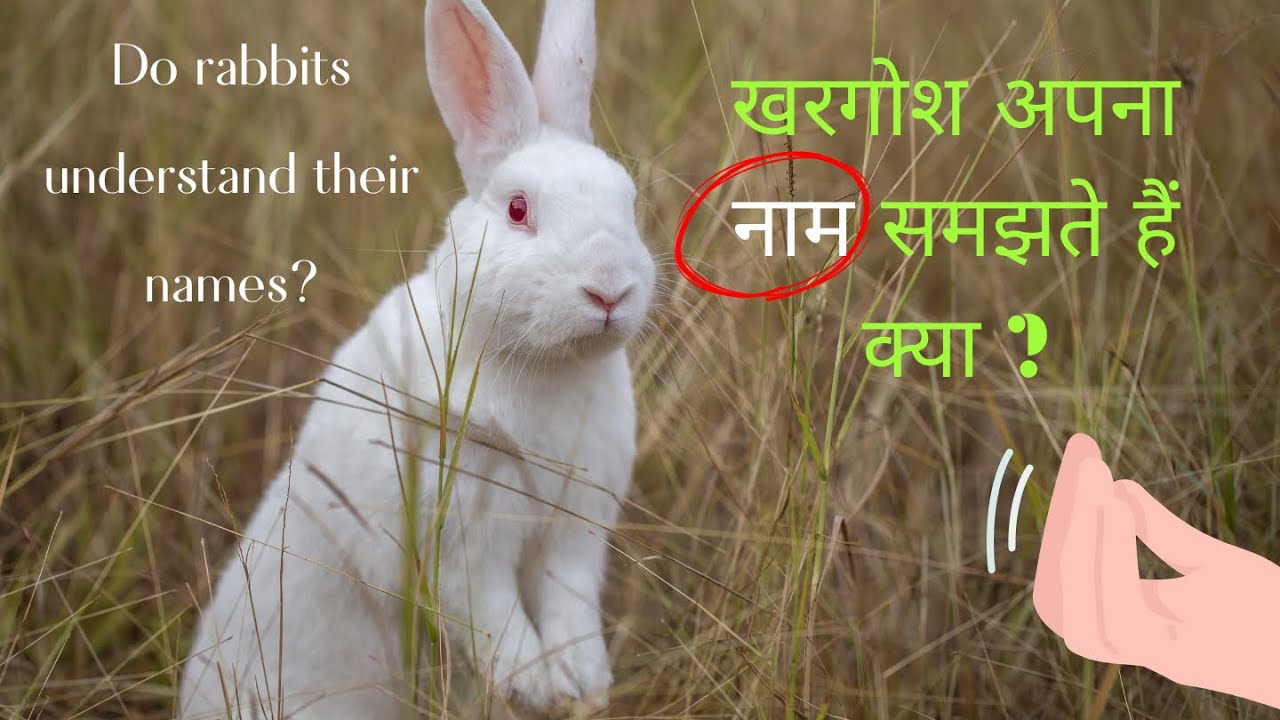 खरगोश अपना नाम समझते हैं क्या || Do rabbits understand their names ...