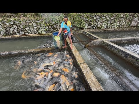 BAPAK INI CETAK INDUK IKAN MAS JUMBO BUAT KIRIM KE PEMANCINGAN BHS 