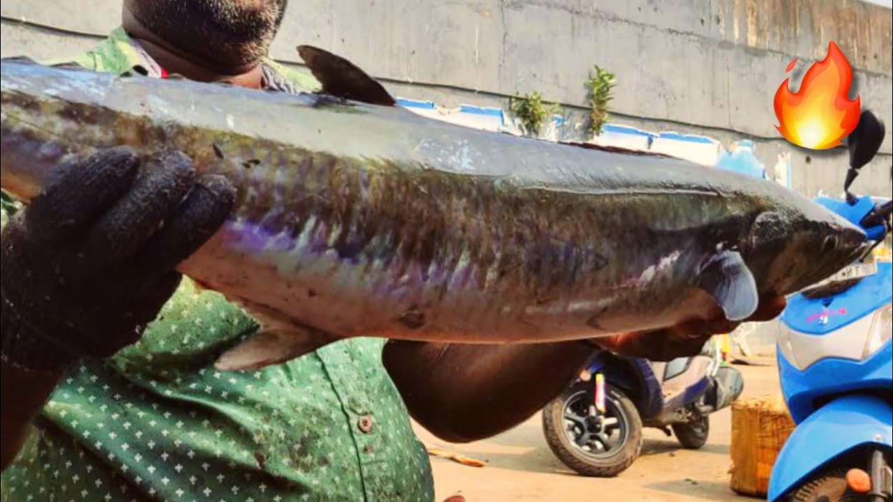 6KG VANJARAM FISH CUTTING💥| KASIMEDU SELVAM FISH CUTTING | FULL HD ...