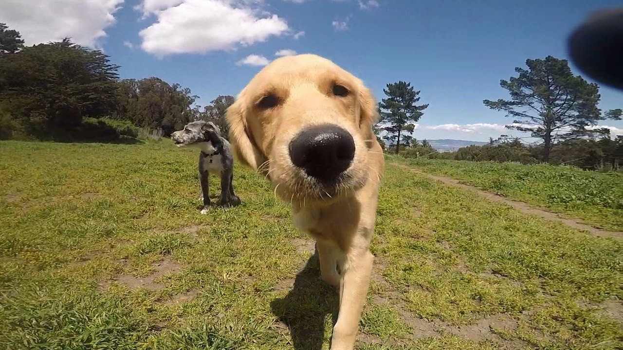 Awesome Paws Dog Walking San Diego - YouTube