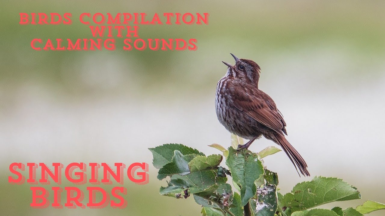 Bird Songs - Birds Singing in the Forest - Nature Relaxation Video ...