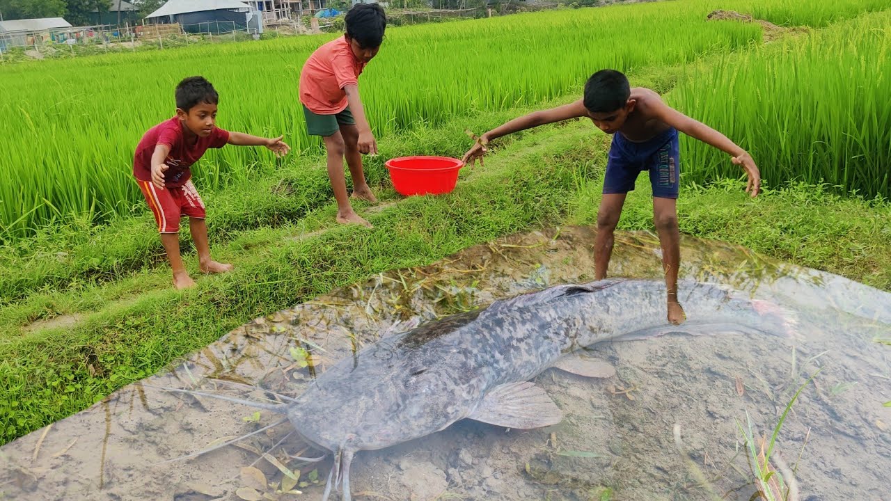 Wow!! Really Amazing Lot Of Kids Vs Fish By Hand Fishing ] Village ...