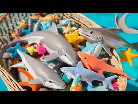 Collection of Water Animals Shark, puffer, Starfish, Clown, Tang, Eel ...