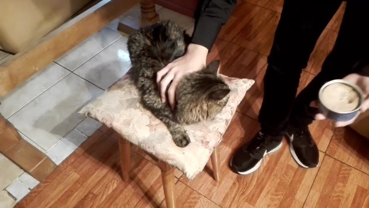 Respuesta de un gato a Peluchin Entertainment - YouTube